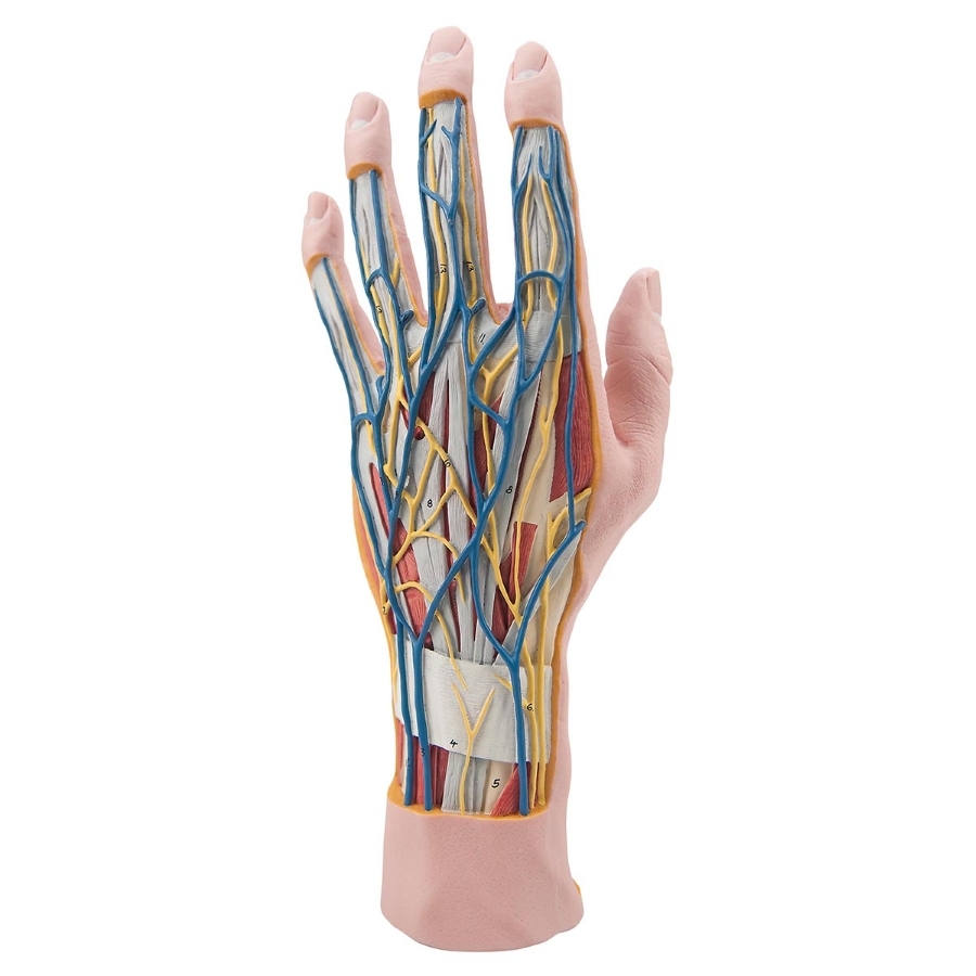Anatomical Models About Hand Structure Anatomical Models About Hand Structure