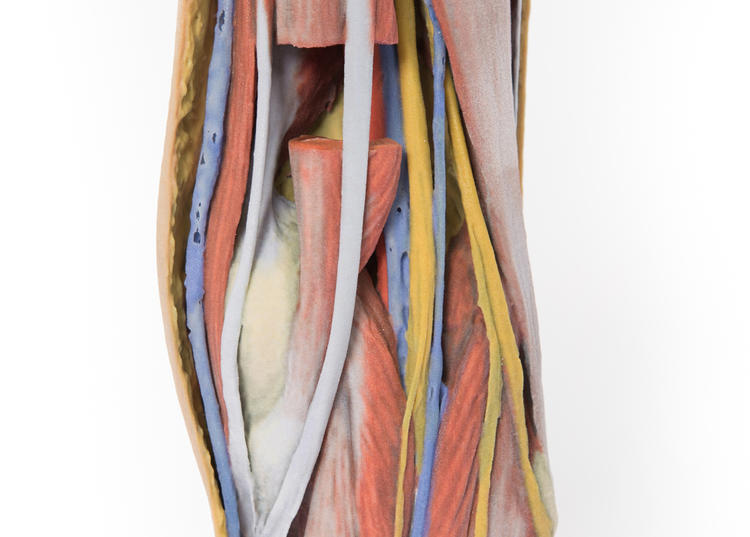 Popliteal