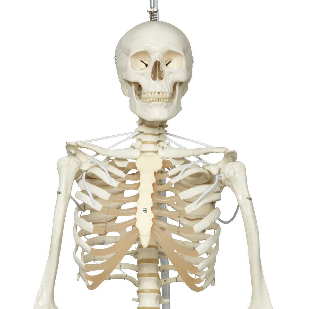 Anatomical The Functional Skeleton Model Anatomical The Functional Skeleton Model