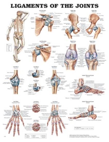 The Upper Extremity Laminated Anatomy Chart | atelier-yuwa.ciao.jp The Upper Extremity Laminated Anatomy Chart | atelier-yuwa.ciao.jp