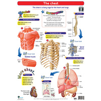 Anatomy Charts for Children | Kids Charts Australia