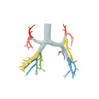 Anatomical Model- CT Bronchial Tree with Larynx