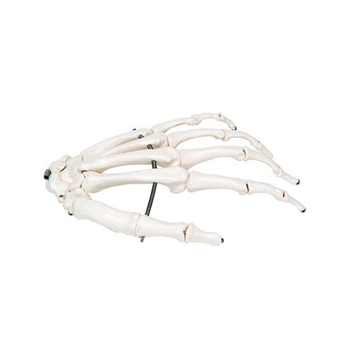 Anatomical Models about Hand Skeleton with Wire Mounting