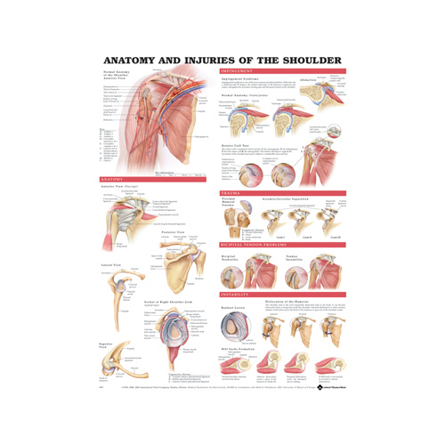 Anatomical Injuries of the Shoulder Chart