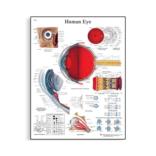 Anatomical Chart- Human Eye